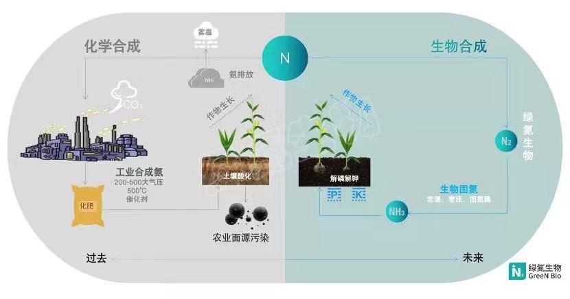 Green nitrogen candidate, an iconic brand in China's biological ...