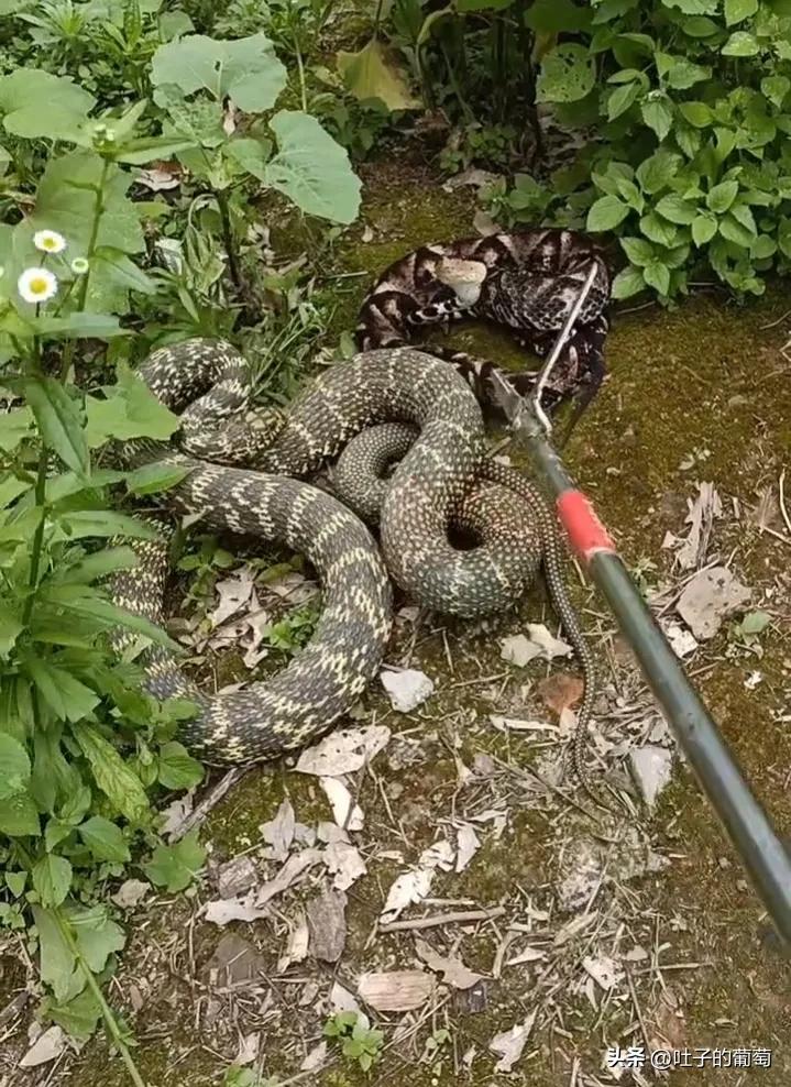 In front of the king snake, the five-step snake does not dare to move ...