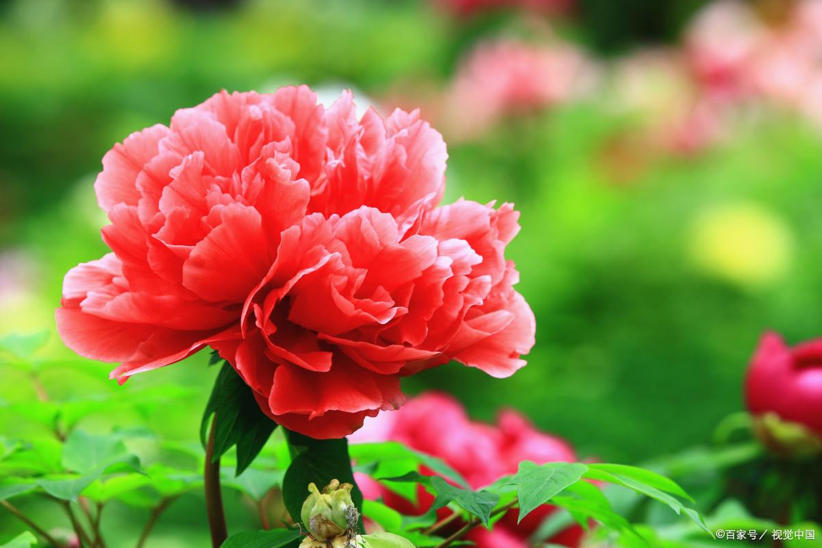 Do you know how to water peonies properly? - iNEWS