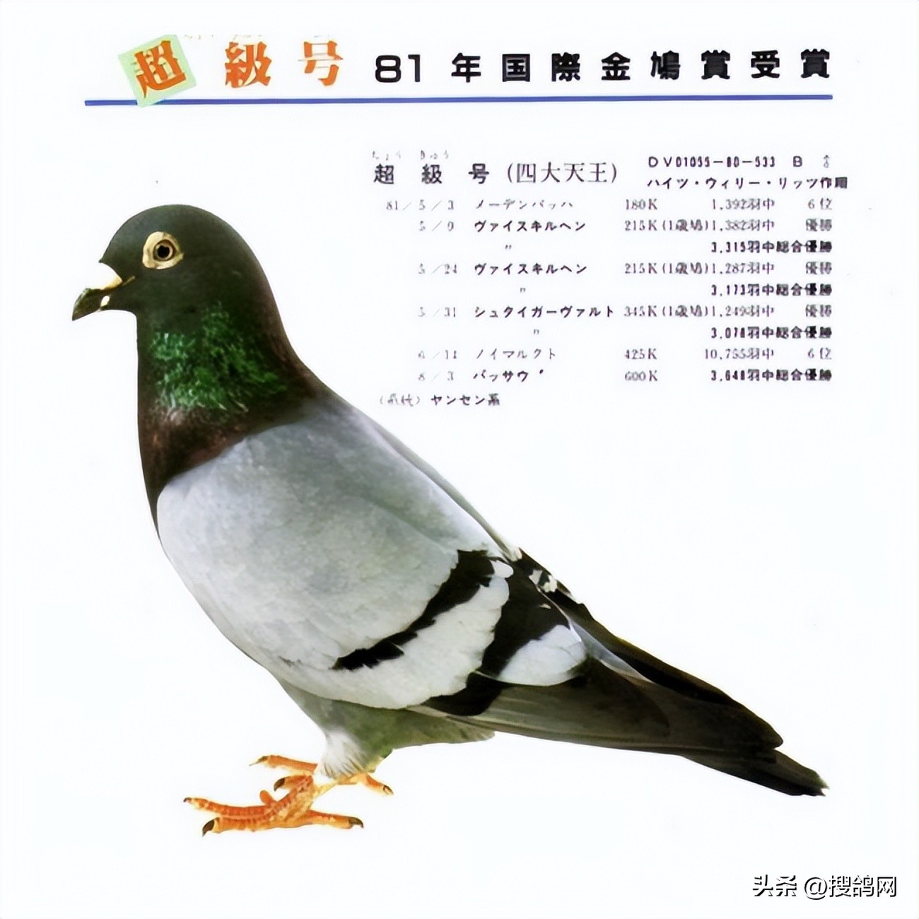 Appreciation of famous pigeons: Grand Champion with the largest number ...