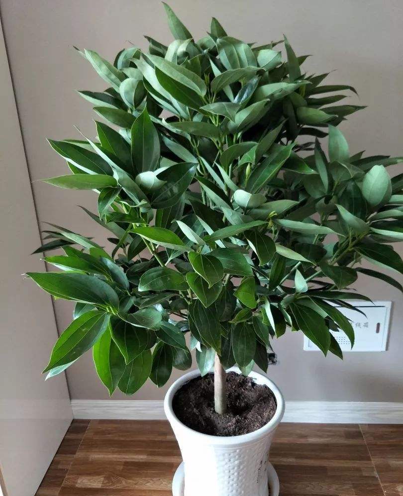 5 kinds of "lucky trees", put up in the living room, the town house is ...