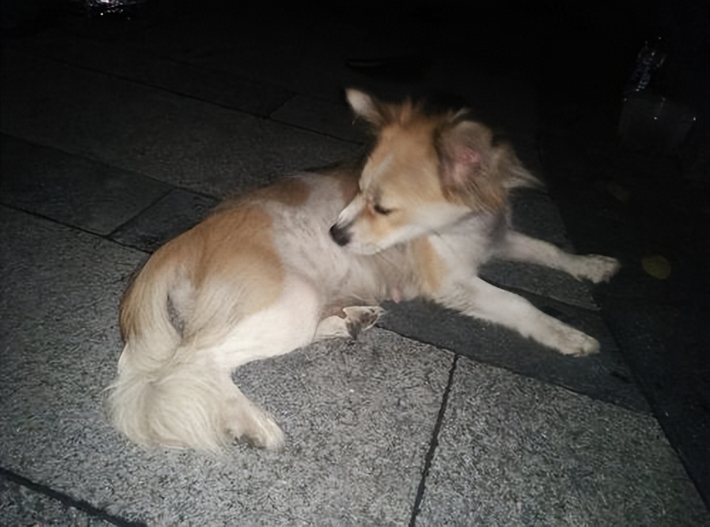 Uncovering the Leg-Hugging Behavior of Dogs: Exploring the ...