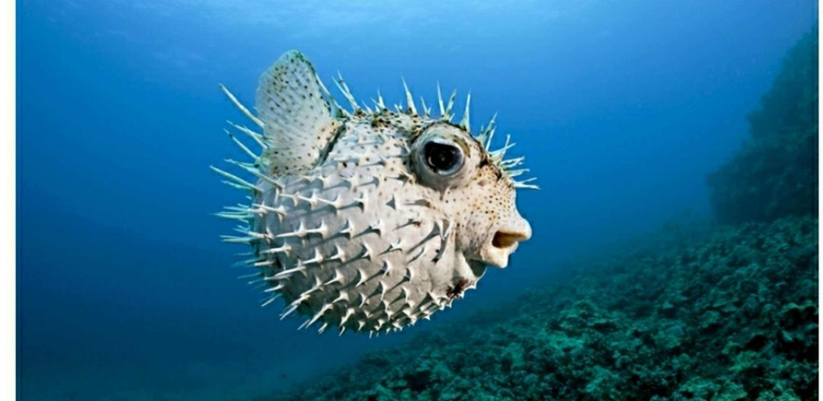 Deadly cuties! The top five animal killers hidden behind cuteness, the ...