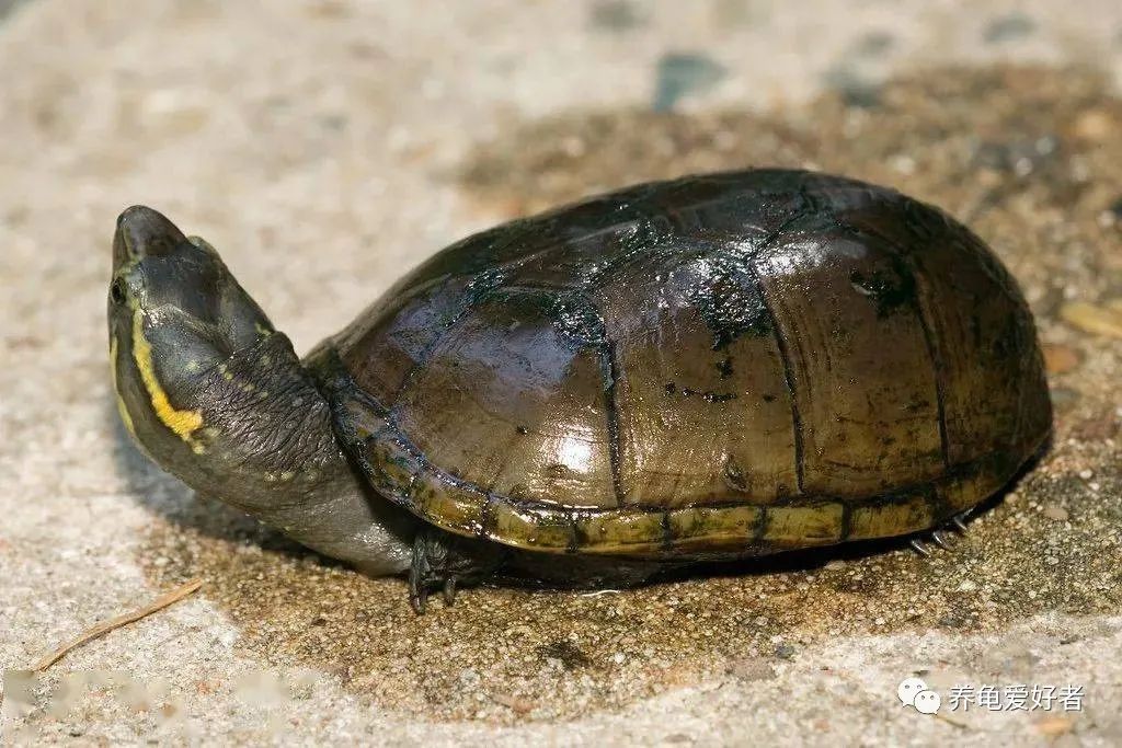 Raise small turtles on the balcony and easily earn over 100,000 a year? - iMedia