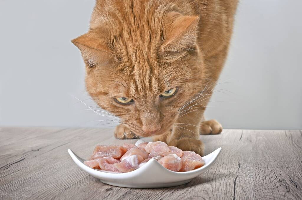 How to deal with cat constipation - iNEWS