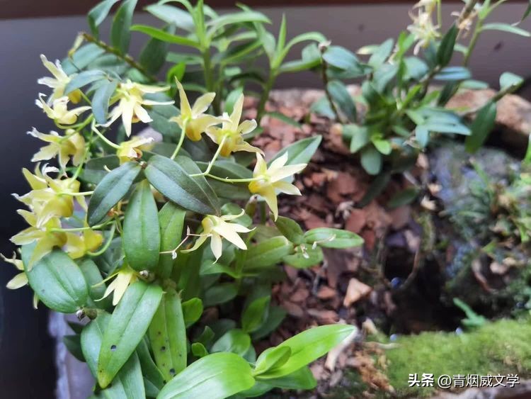 Tea time, a tasting report of Dendrobium flowers - iNEWS