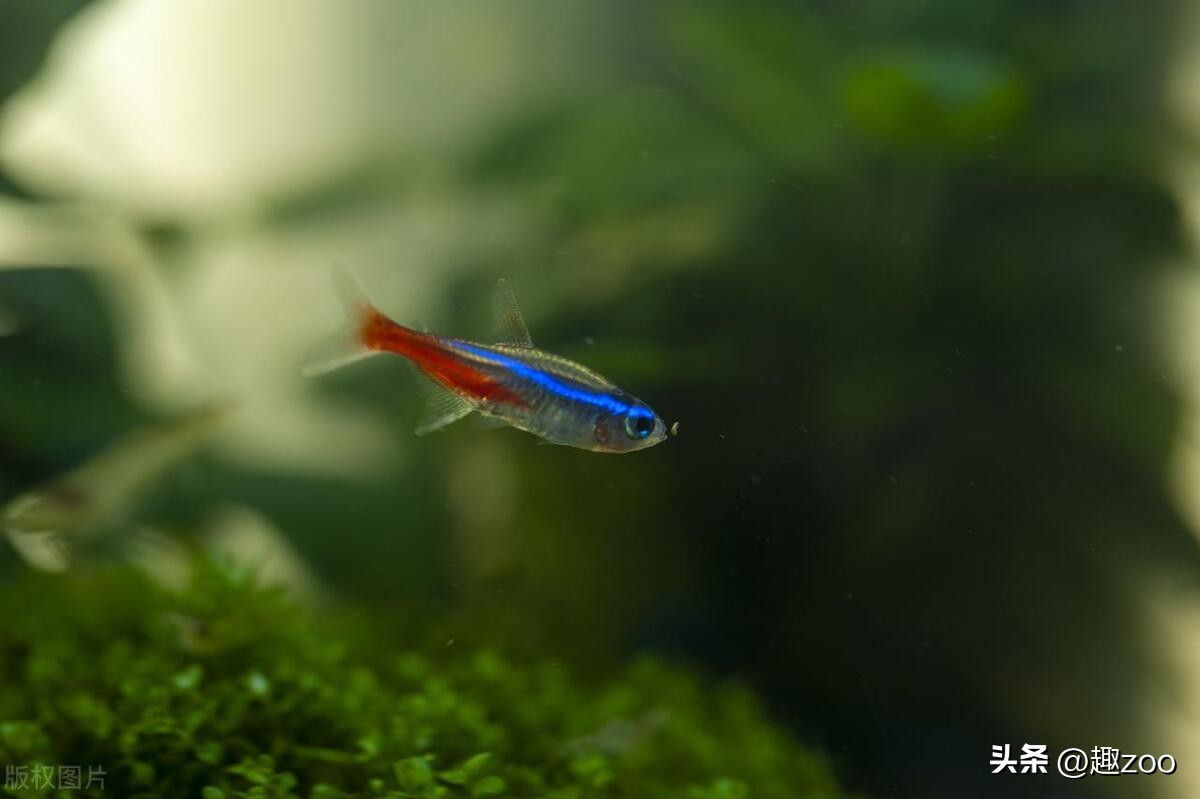 Ten Small Aquarium Fish That Are Easy To Keep - iNEWS