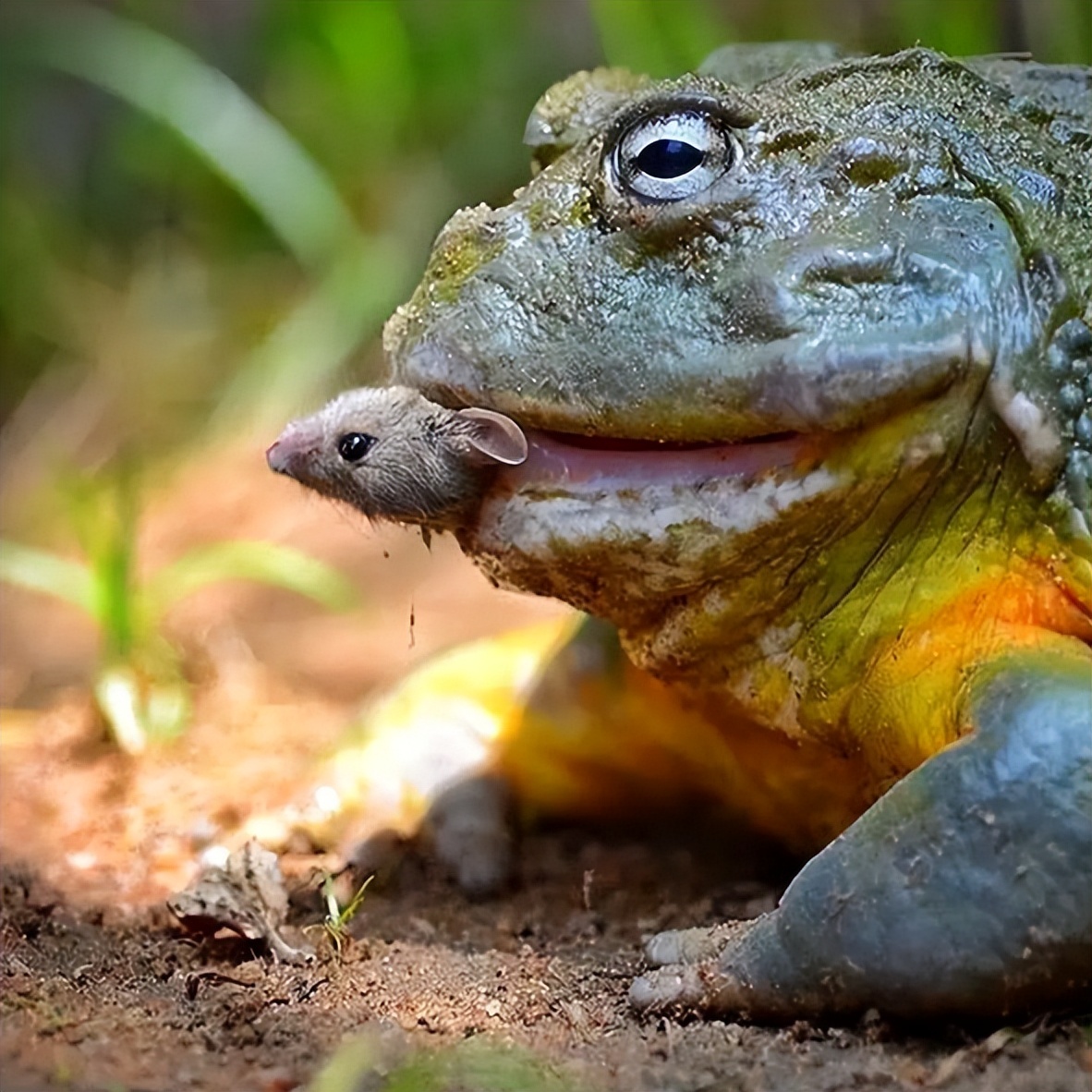 Five celebrities who ruled the world of frogs because of their size - iNEWS