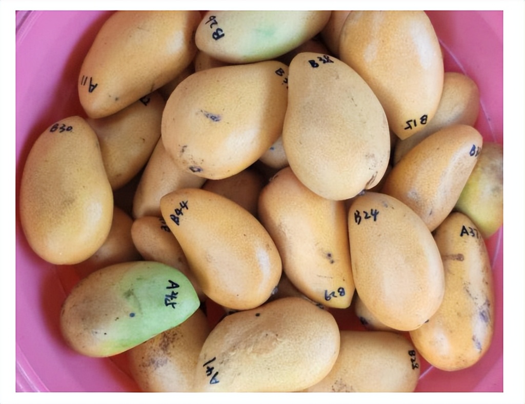 Application of hyperspectral camera to detection of internal quality of ...