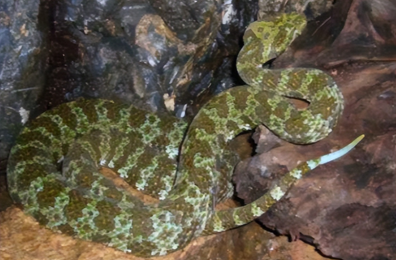 "Panda among snakes": Mangshan original spearhead pit viper, why is one ...