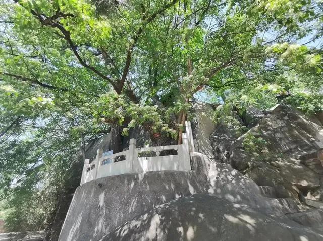 Hairy tree, a rare ancient tree species - iNEWS