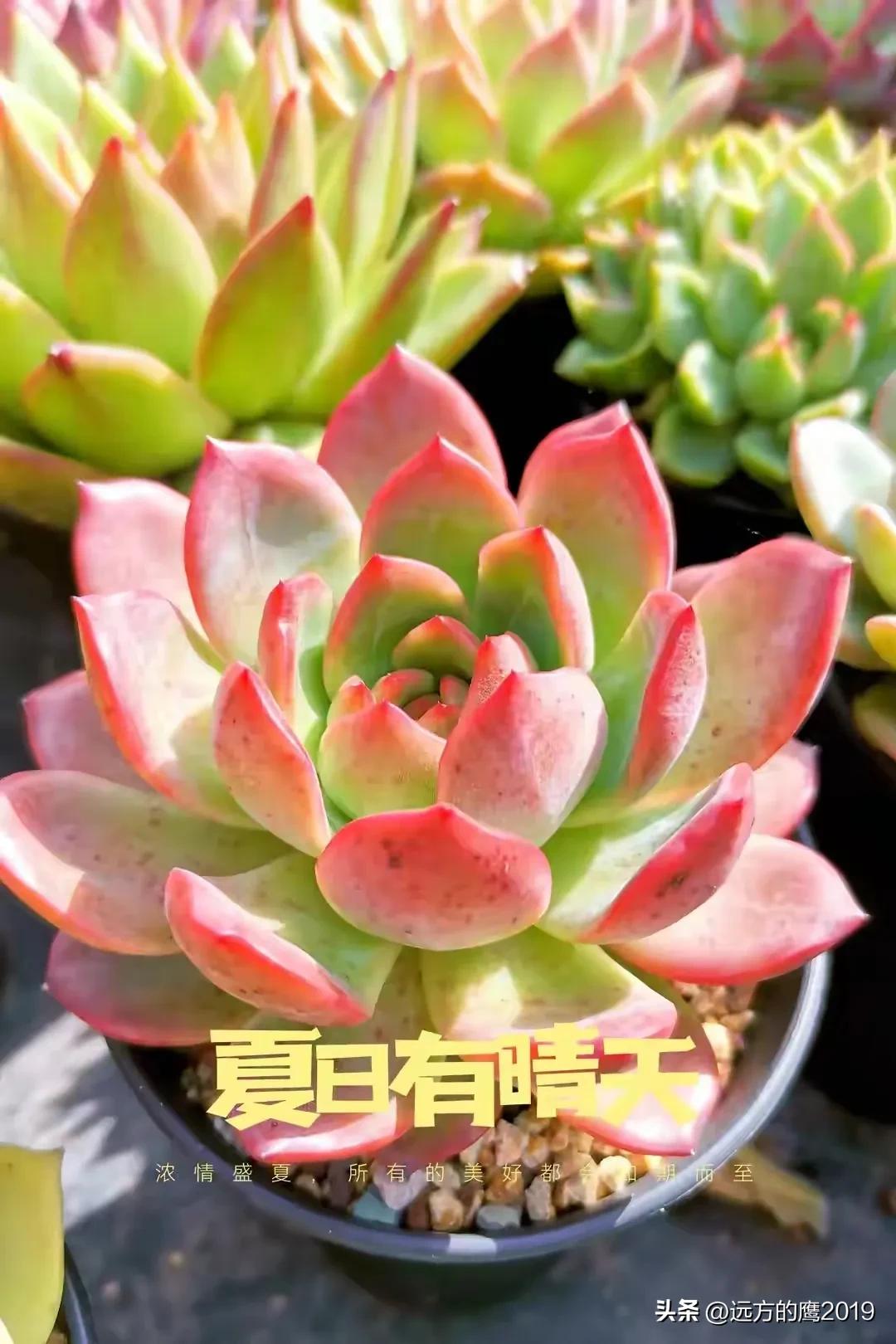 Enter the succulent kingdom and enjoy the infinite excitement of the ...