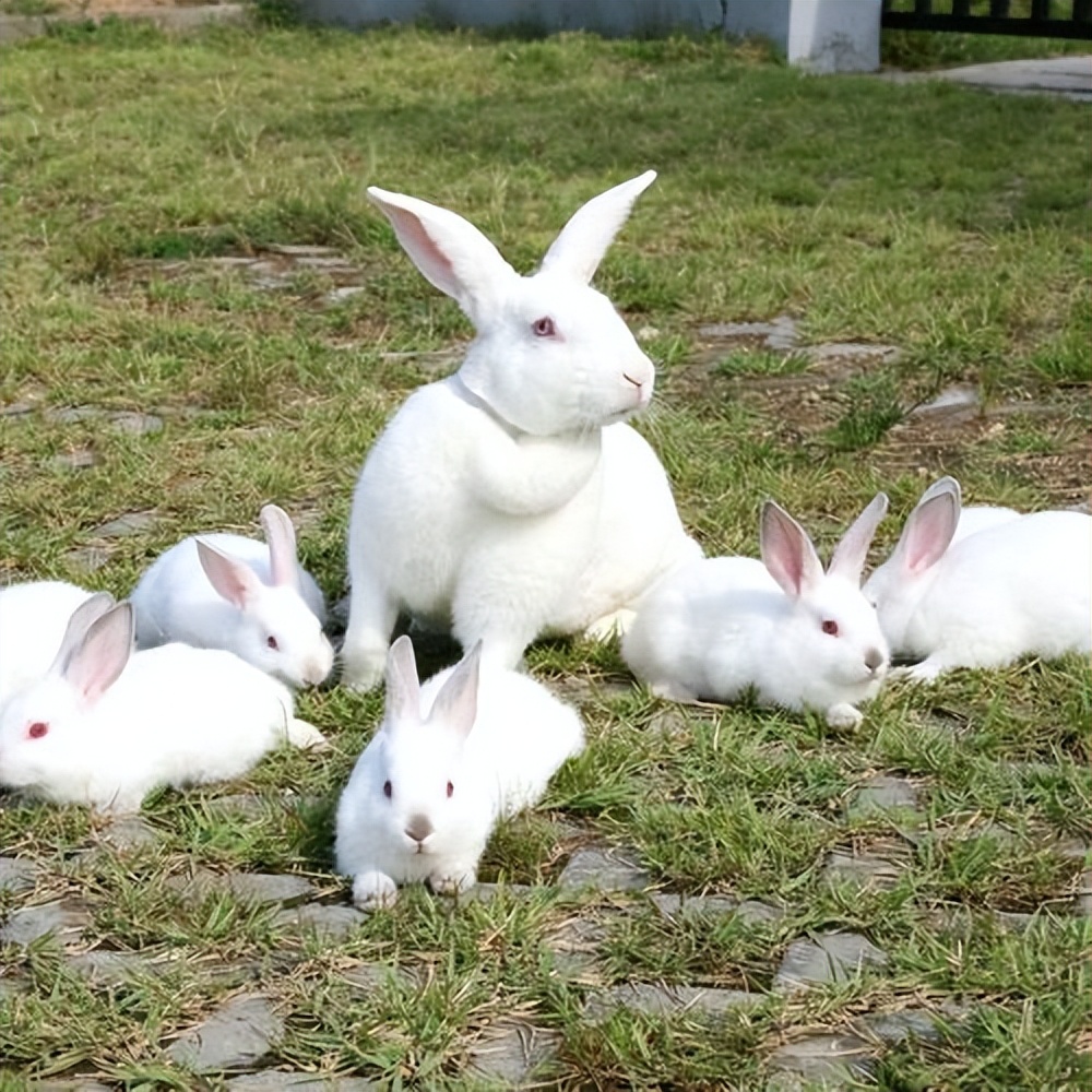 What impact has the New Zealand rabbit as an animal model had on the ...