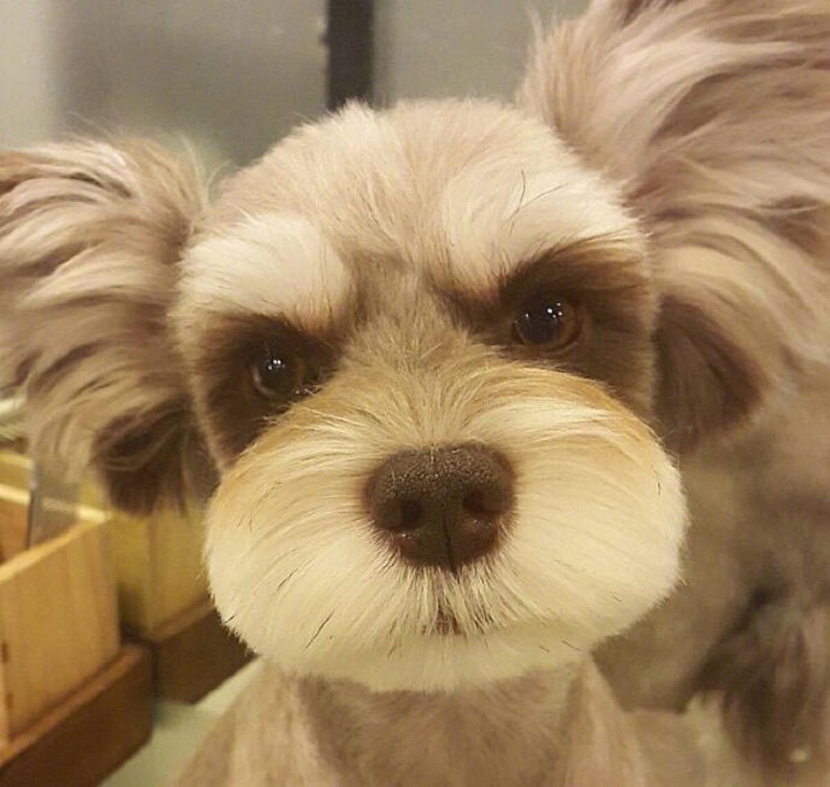 Tips for owning a dog: Dogs apologize too - iNEWS