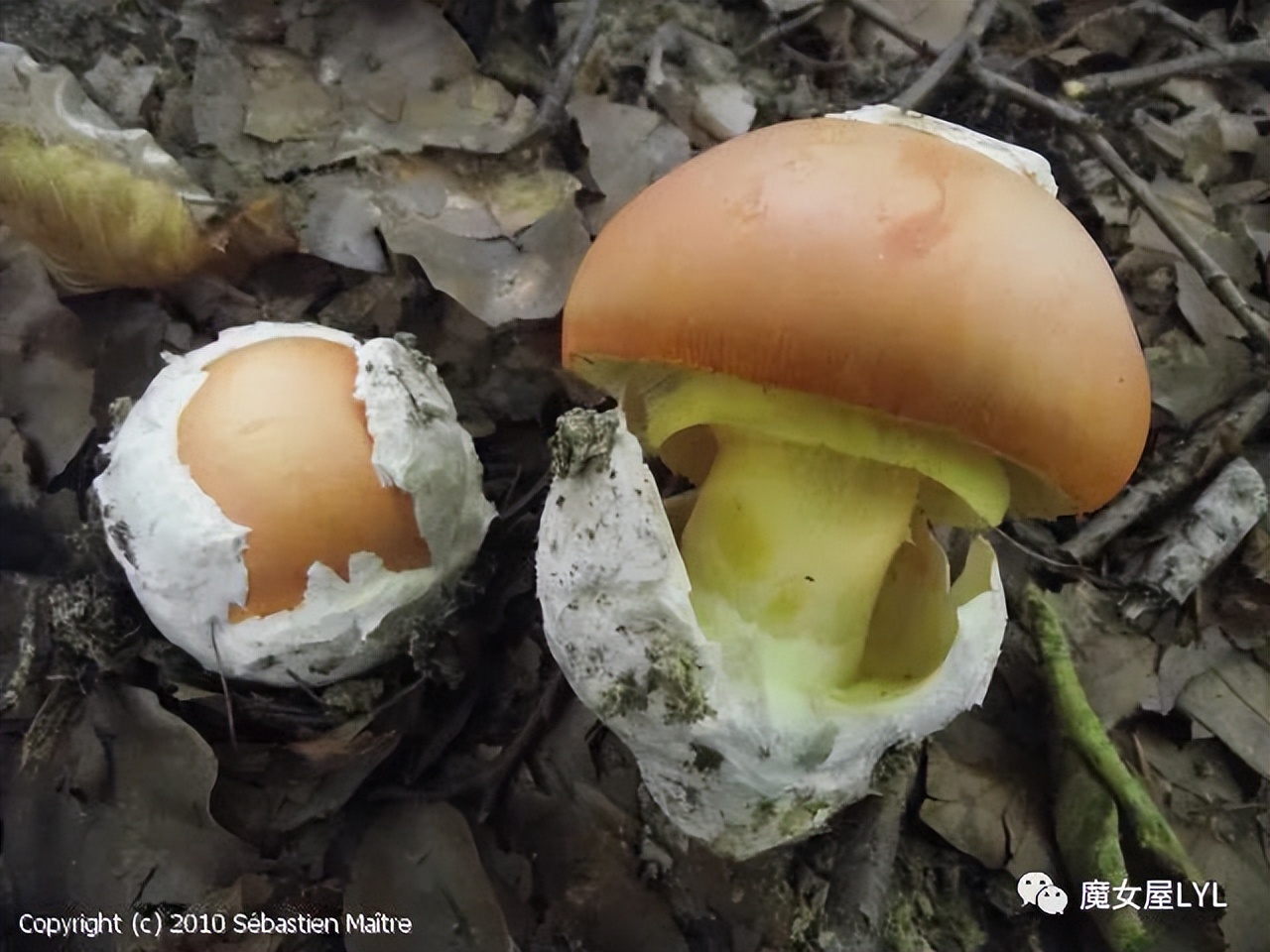 Mushrooms that look like eggs are still delicious - get to know Amanita ...