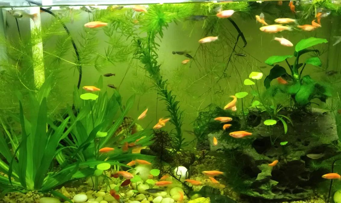 About the polyculture of several small fish - iNEWS