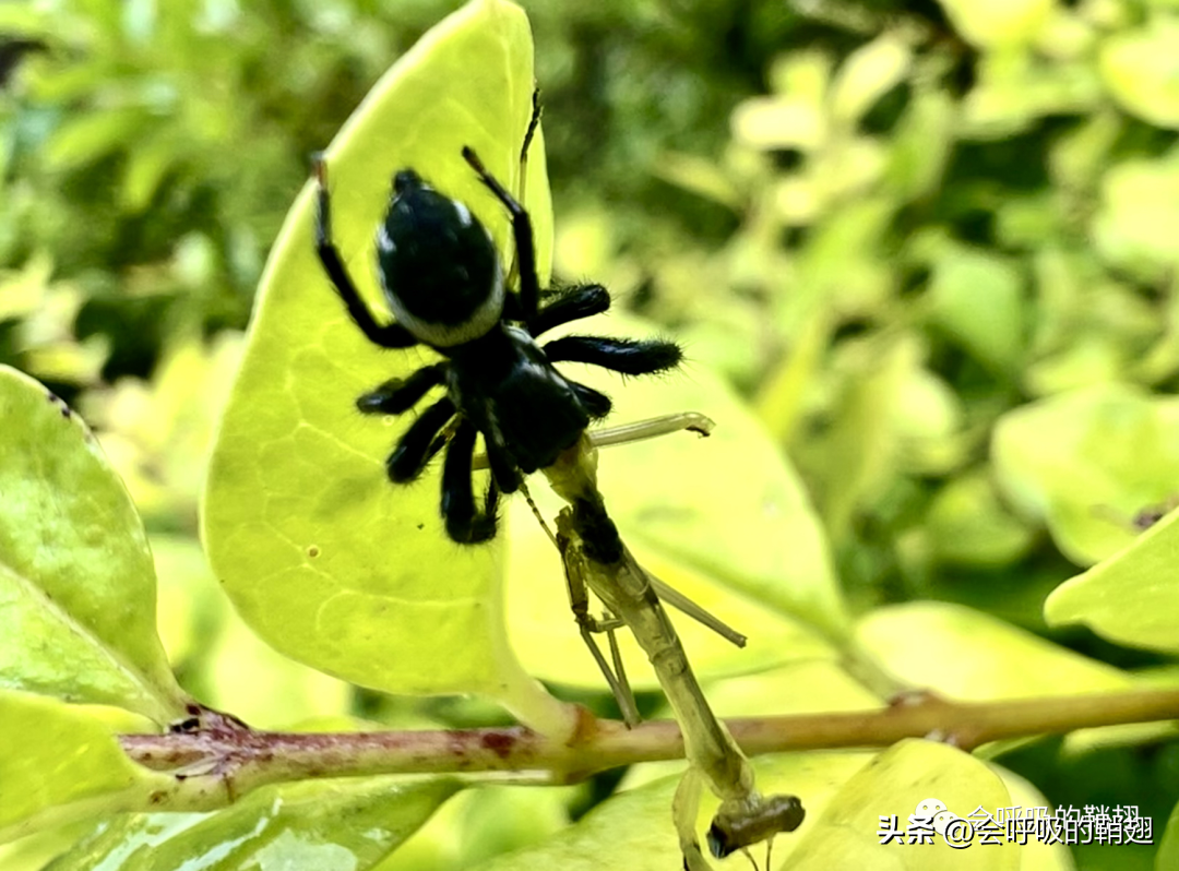 What exactly are they mantises? - iNEWS