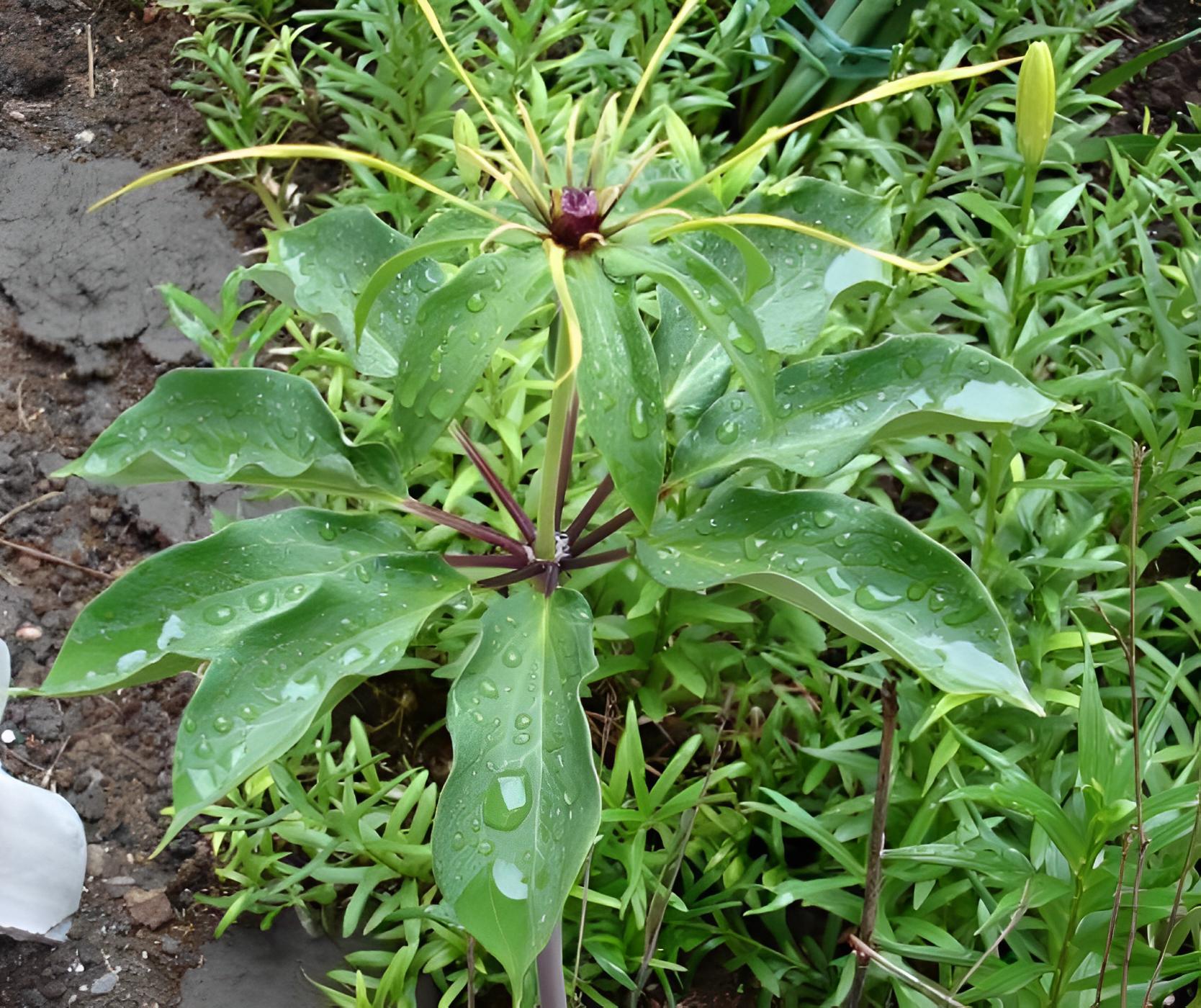 1 plant has 1 flower, also known as "Seven-leaf Yizhihua". Now it can ...