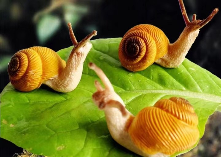 Exploration and discovery of snail with static electricity - iNEWS