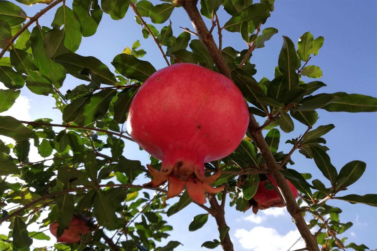 Hua Yuanfa: It has a high charm value. It can not only enjoy flowers ...