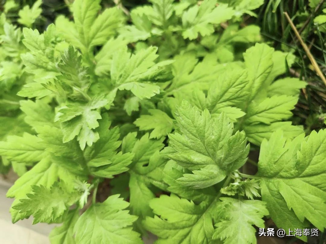 Tired of eating wormwood green balls? The simple and delicious wormwood ...