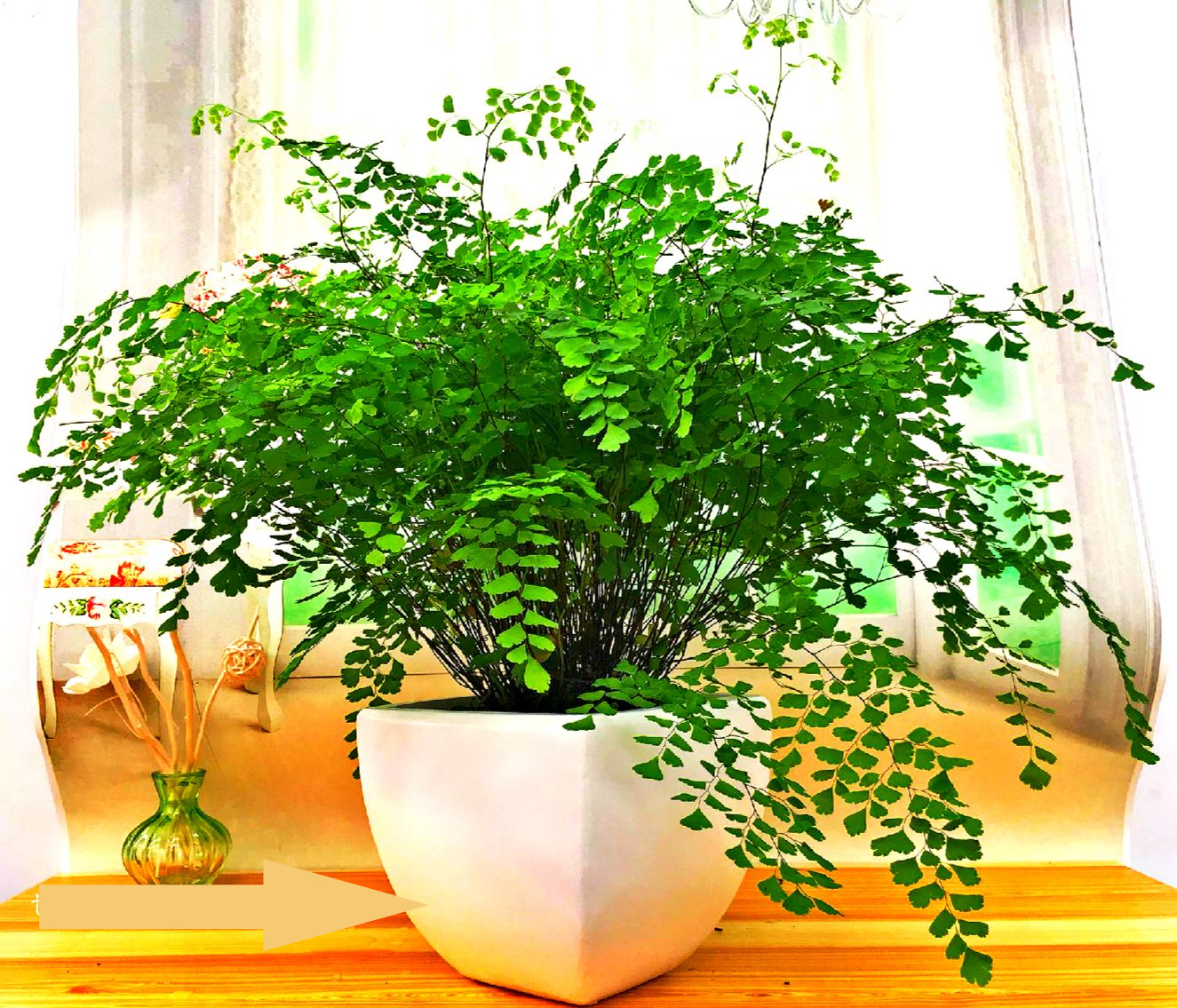 The 6 kinds of flowers are so good that they can be called "immortal ...