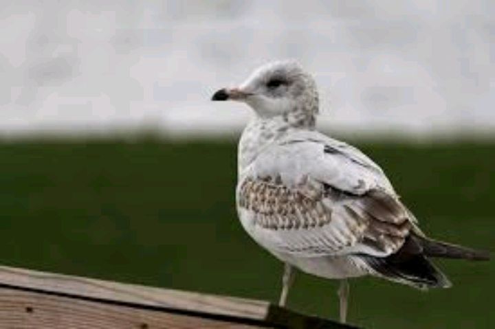 The artist adds makeup to the seagull statue, but the "bikini and grass ...