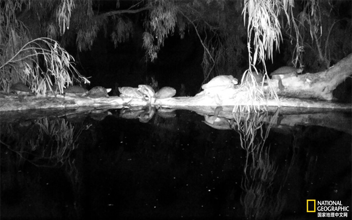 Why do turtles "keep warm" at night? - iNEWS
