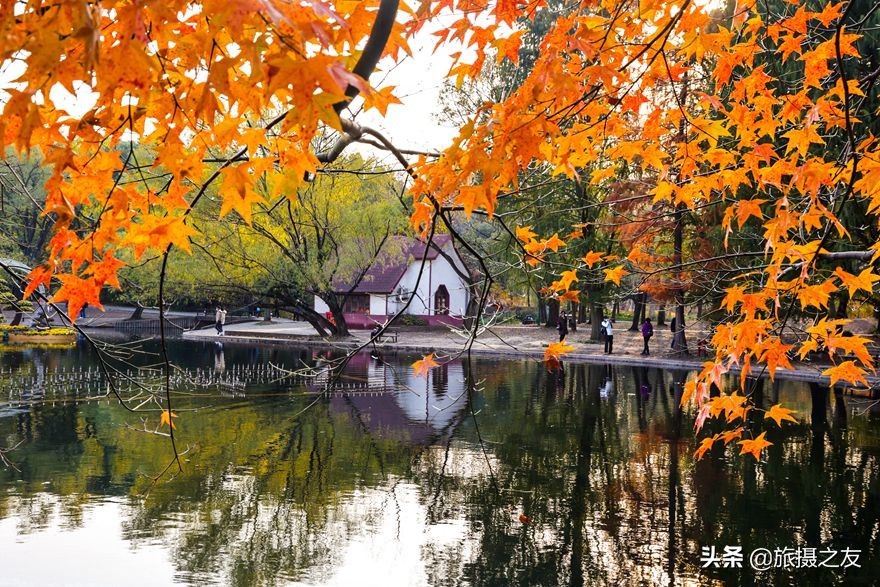 Gongqing Forest Park enjoys leaf appreciation Jimei is intoxicating, go ...