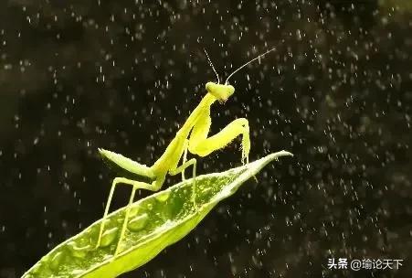 Poems: "Mantis" in Insects - iNEWS