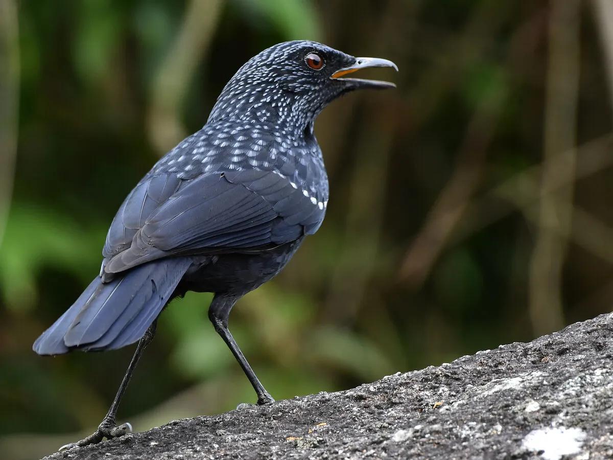 The beauty of nature: the purple howling thrush - iNEWS