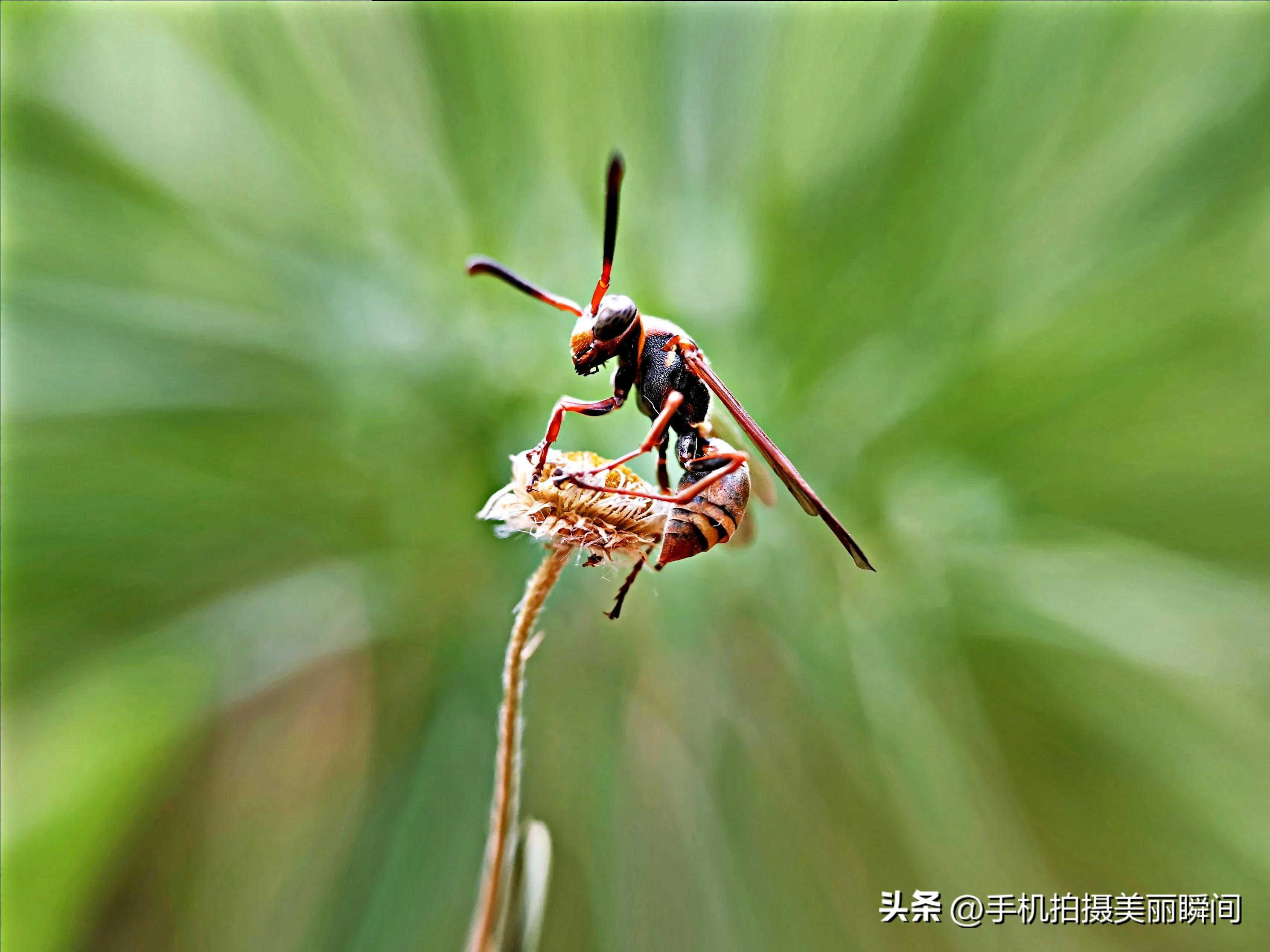 How to focus on photographing insects with a mobile phone - iNEWS