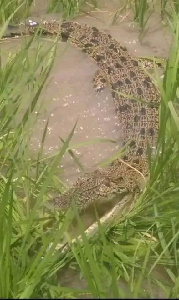 Burmese town floods bring crocodiles, pythons during storm - iNEWS