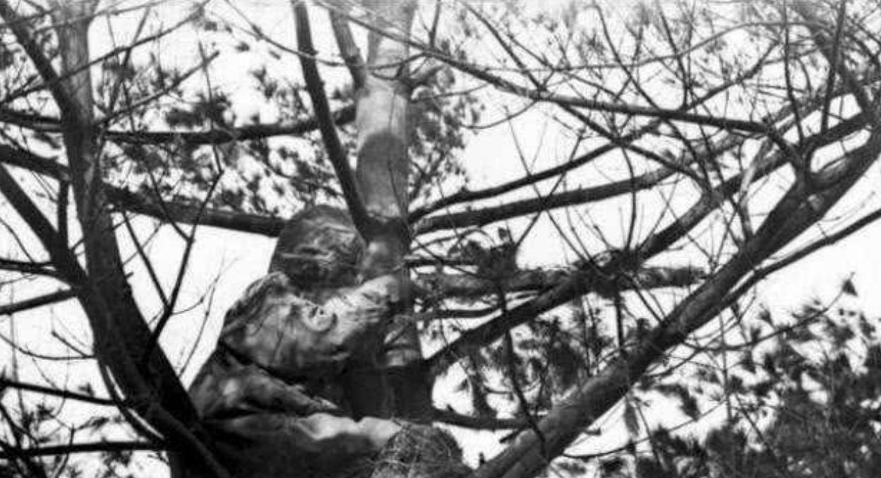 Why were Japanese snipers tied to trees in WWII?Is it a suicide attack ...