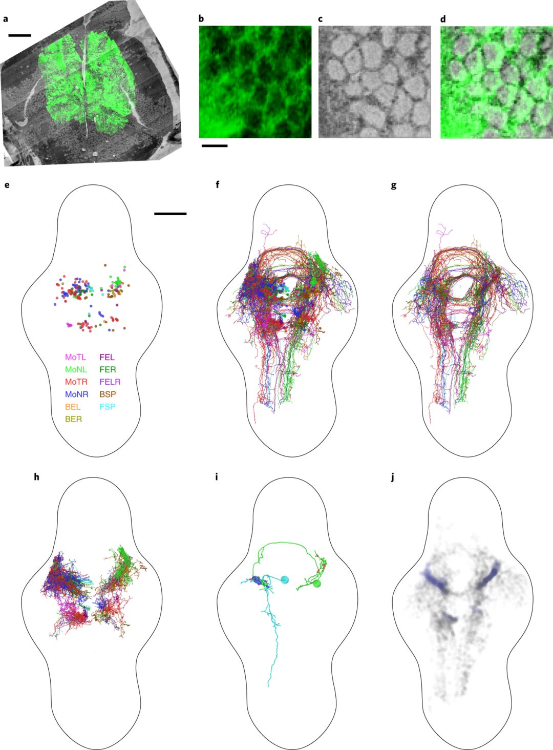 Automated synapse-level reconstruction of brain neural circuits, imagining future connectome ...