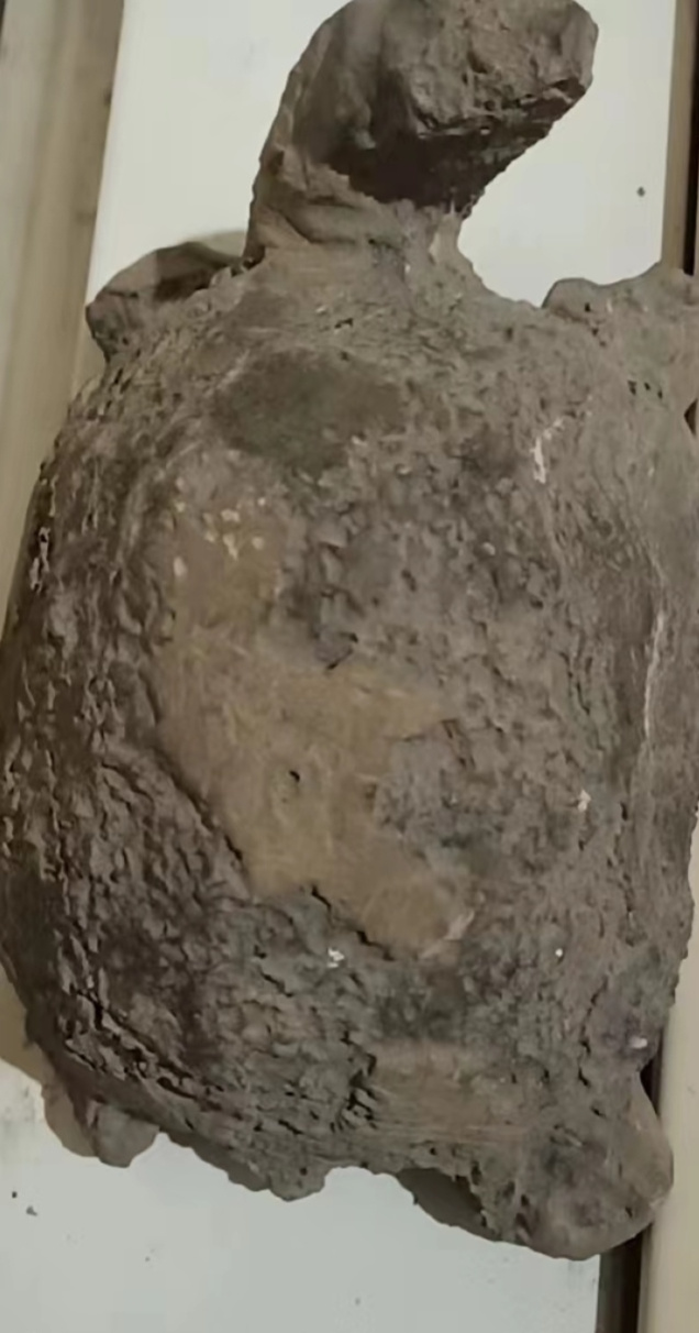Complete Rare Turtle Fossil - iNEWS