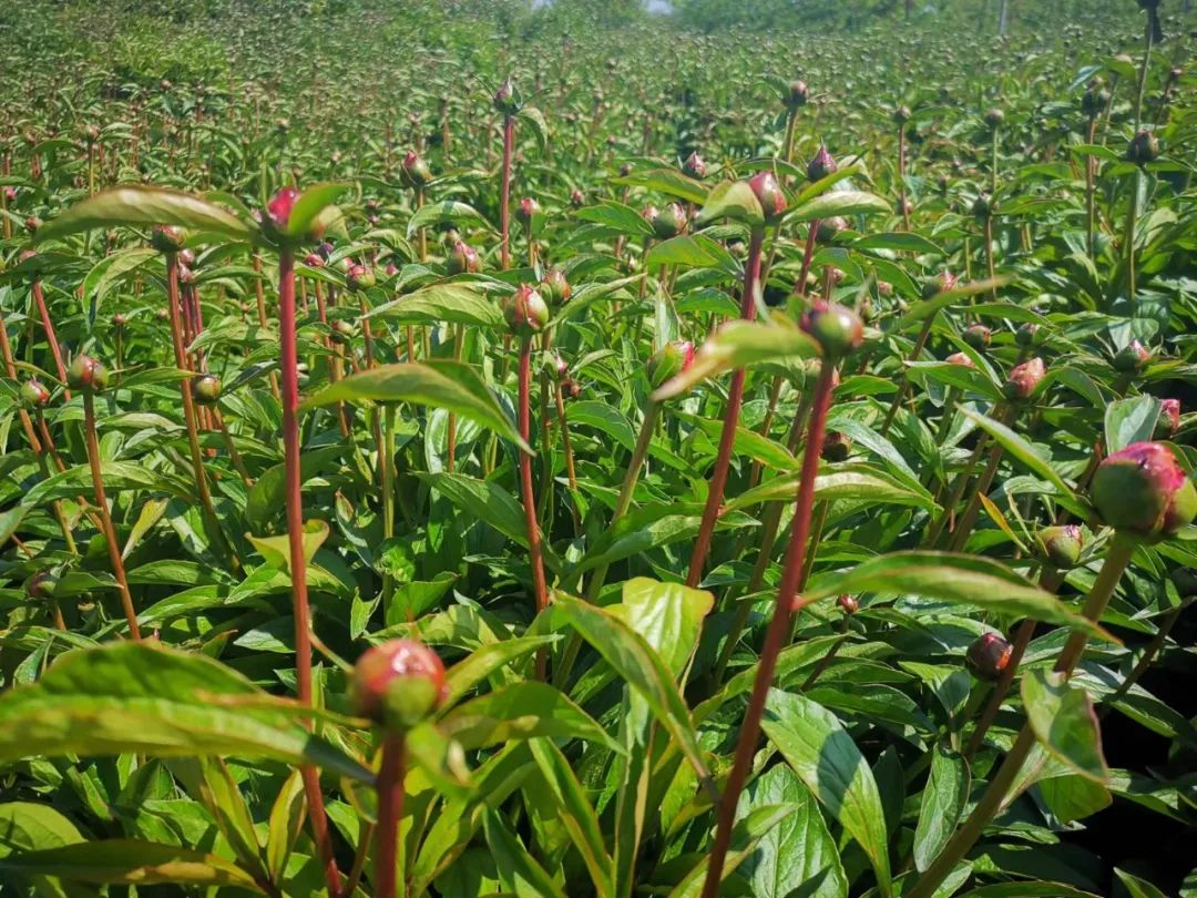 Miss it for another year! Thousand acres of peony flowers in Yili ...