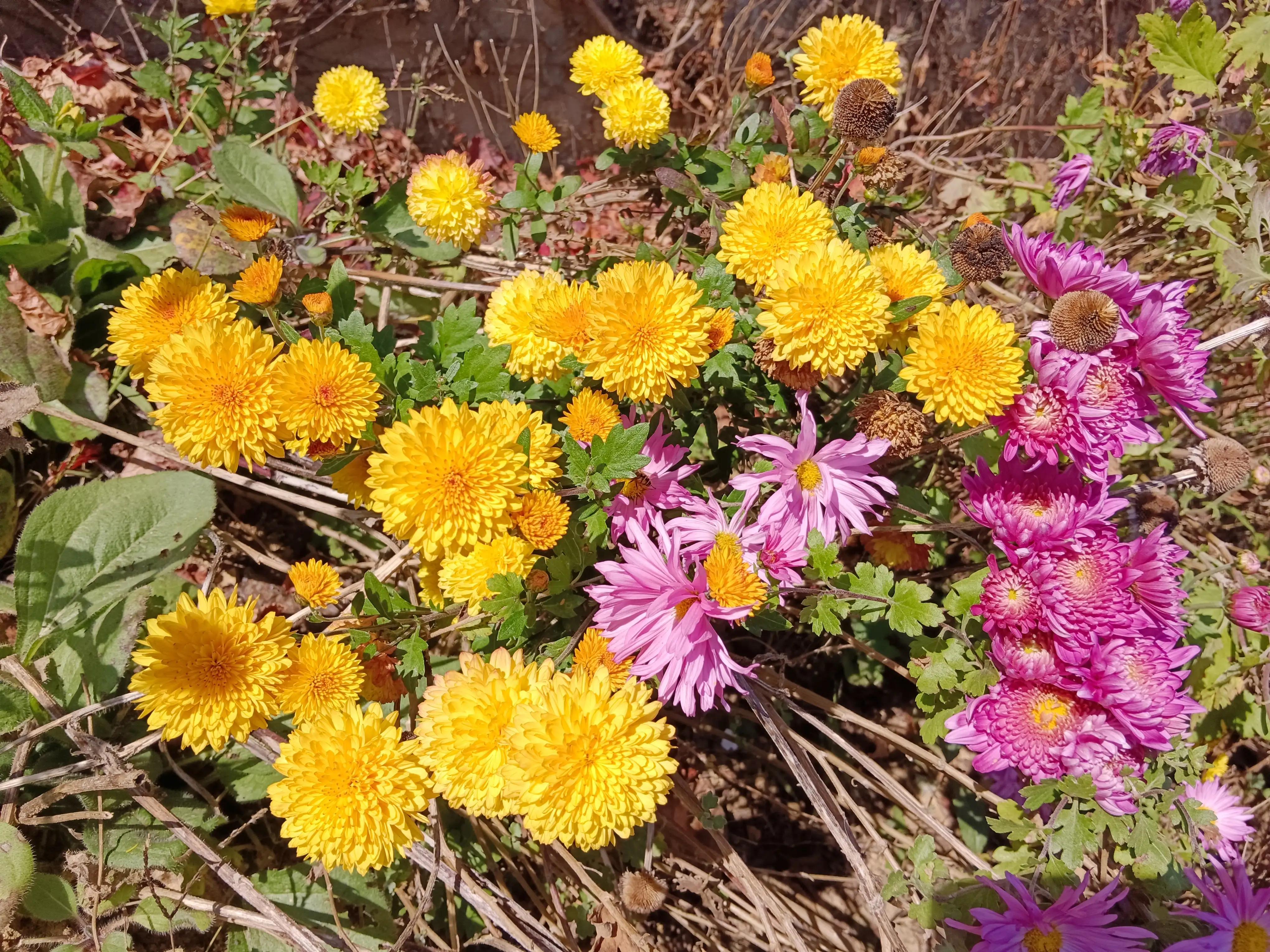 Cloud Heng Jiu School Floating Yellow Cranes - iNEWS