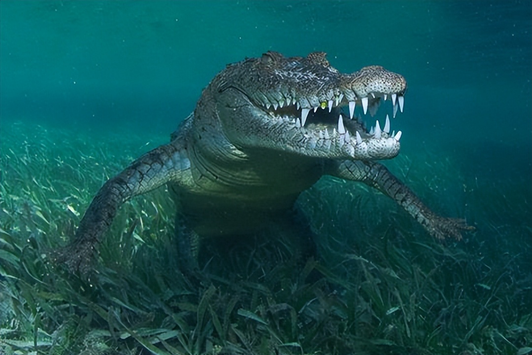 The top five creatures that you can't think of that threaten human life ...