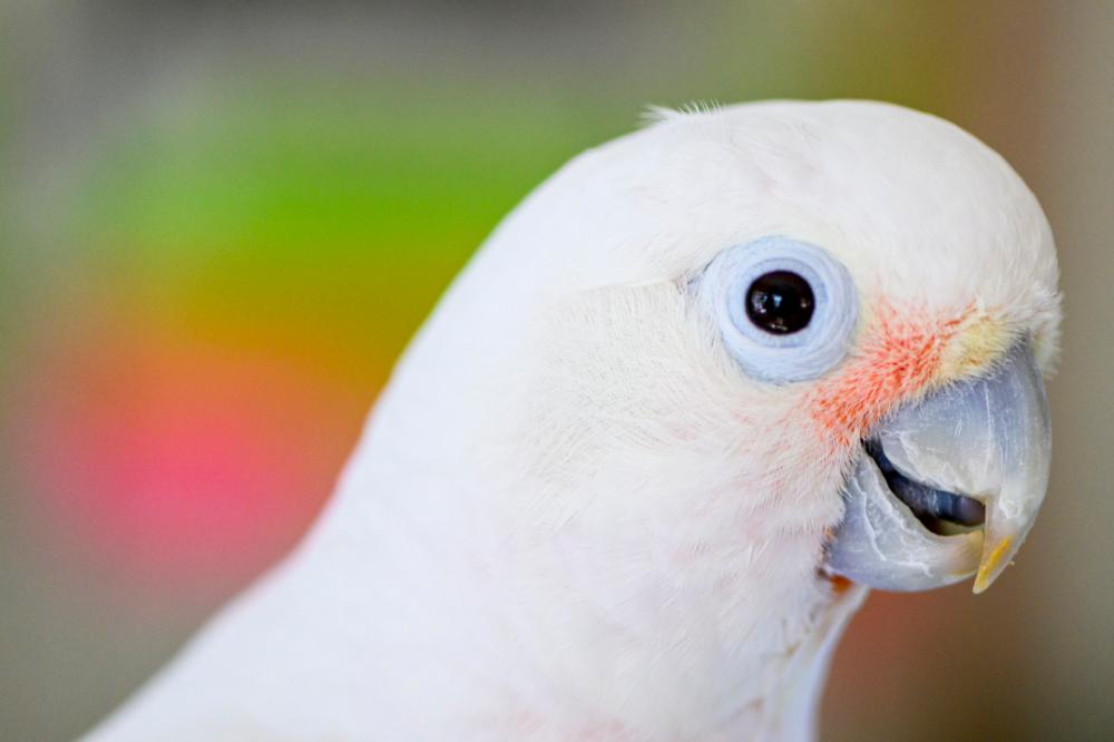 Parrot video chat to meet netizens, LeCun: Calling a large model a ...