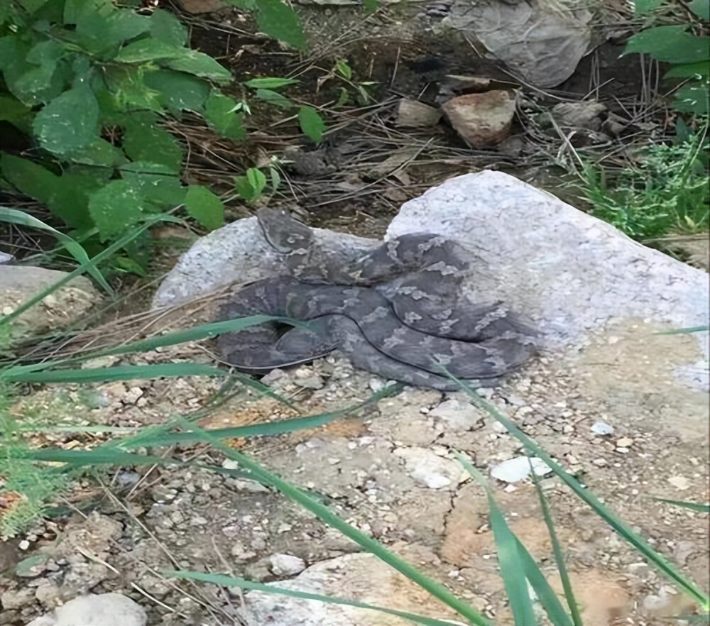 Why does the snake choose to rest in the crevice of the stone? - iMedia