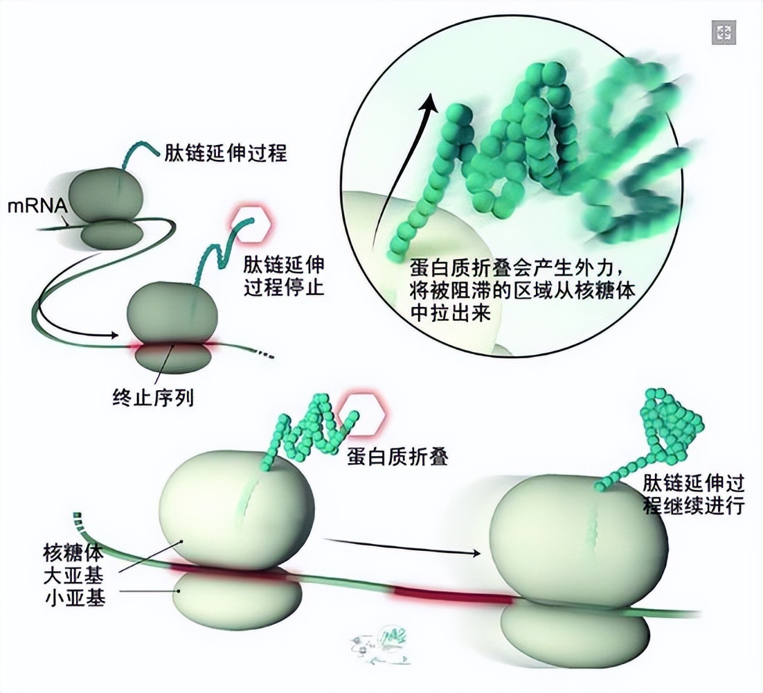 Protein folding under confinement: the role of solvents - iNEWS