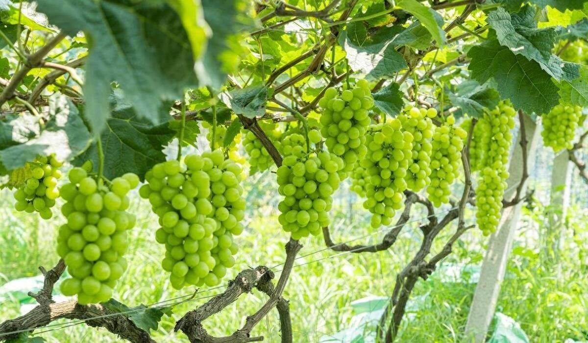 Are the rumors about the "potion" of Sunshine Rose grapes credible ...