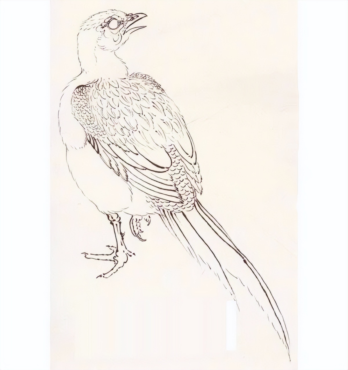 Diagram of the meticulous painting method of ring-necked pheasant - iNEWS
