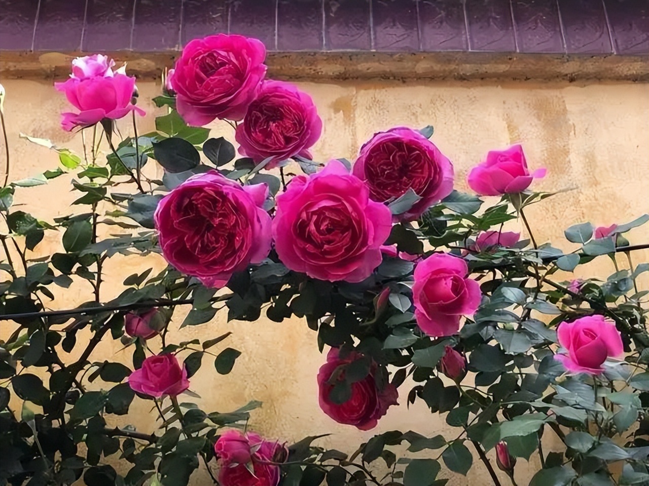Have you seen these 3 kinds of climbing vine roses? - iNEWS
