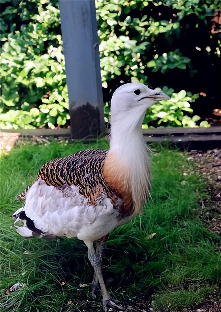 "Wife of ten thousand birds" "polygyny" in the animal world, has a ...