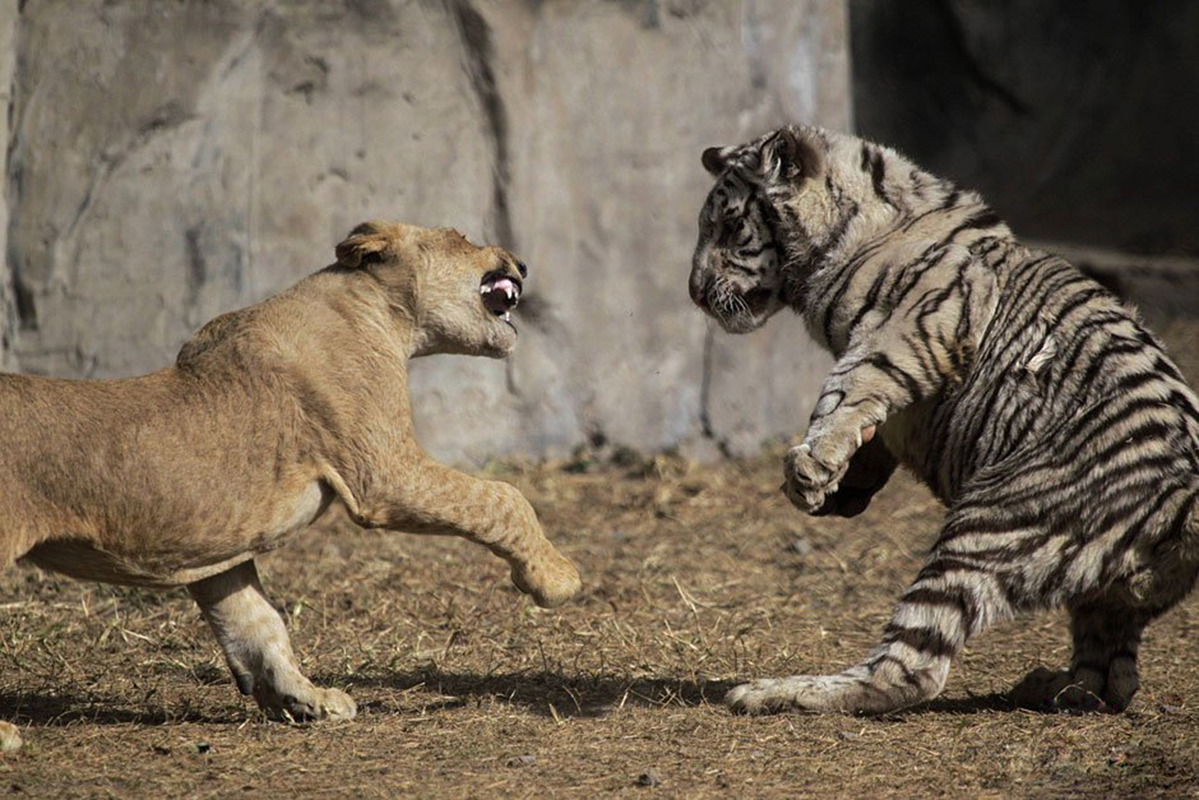 The animal trainer besieged 5 tigers with 20 lions. After the tiger ...