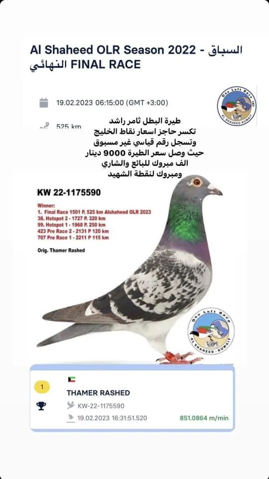 Ganus famous pigeon "King Kong" wins the one loft championship again ...