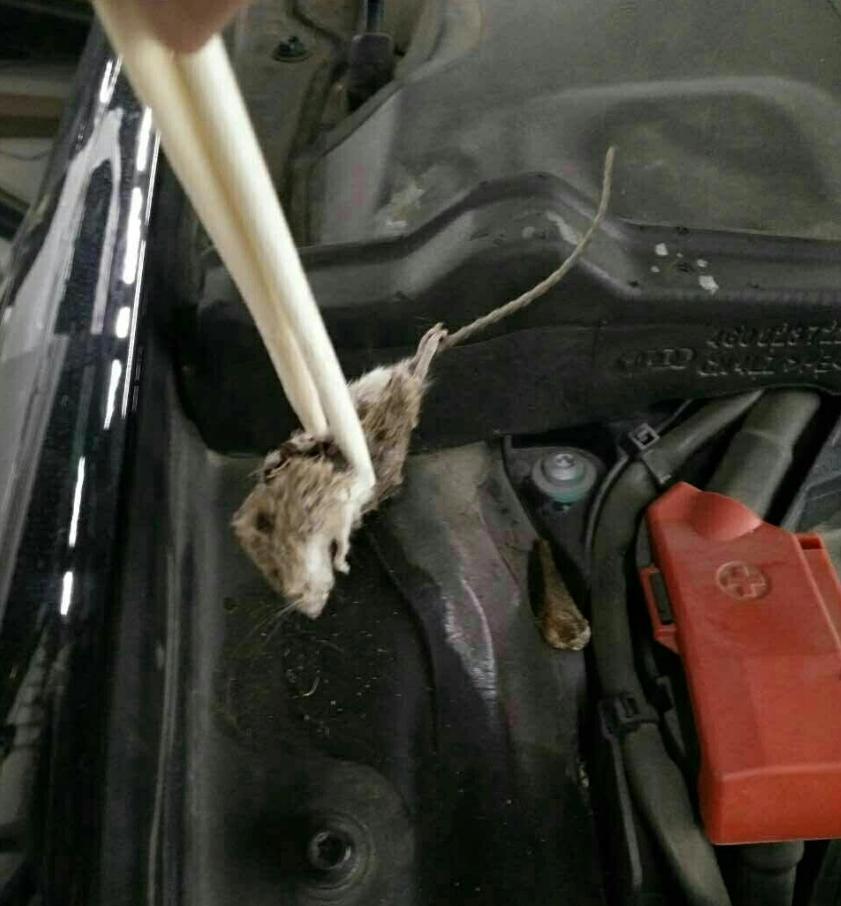 Friends hate you for smelling?I don't blame you, it could be your car's ...