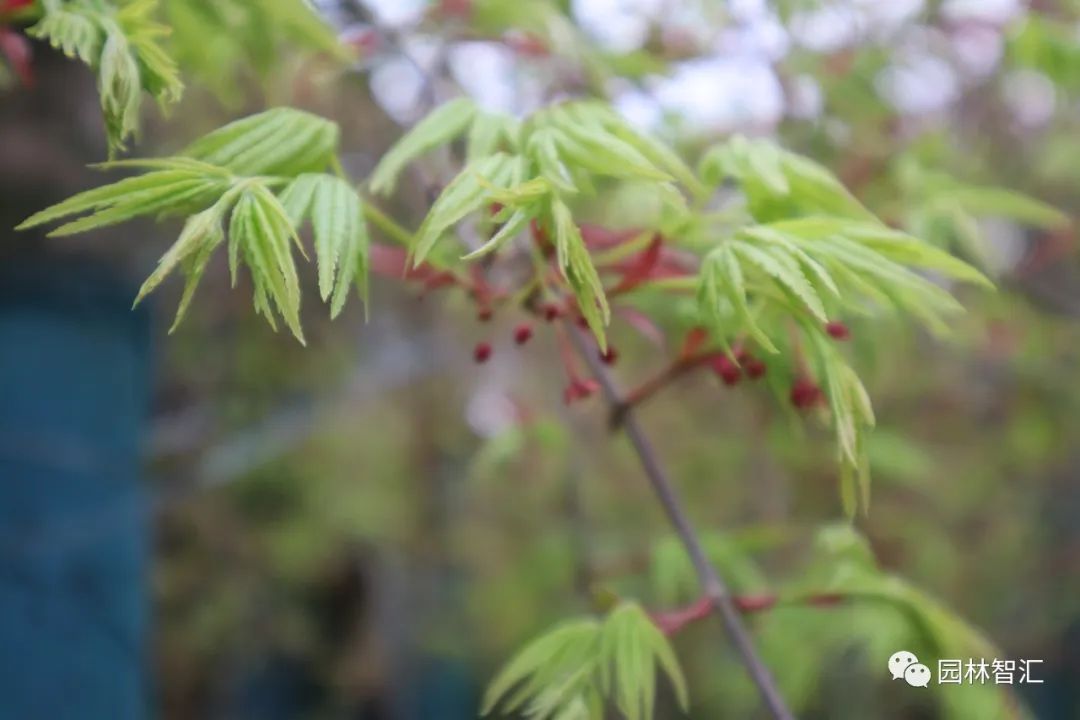 Chicken-foot maple, red maple, feather maple - iNEWS